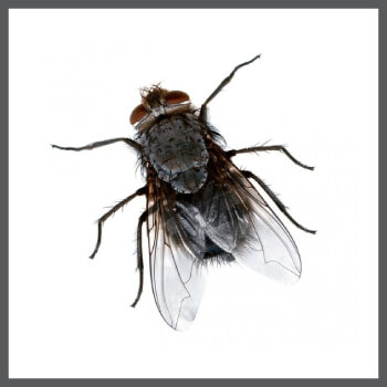 Dezinsekcija Muva - Racom Crna Gora